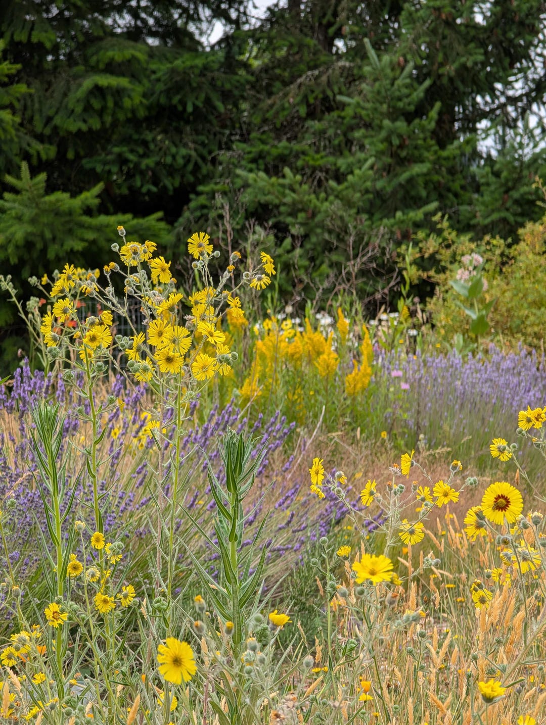 Elegant Tarweed | Madia Elegans | PNW Native | Seed Count 100 - Etsy