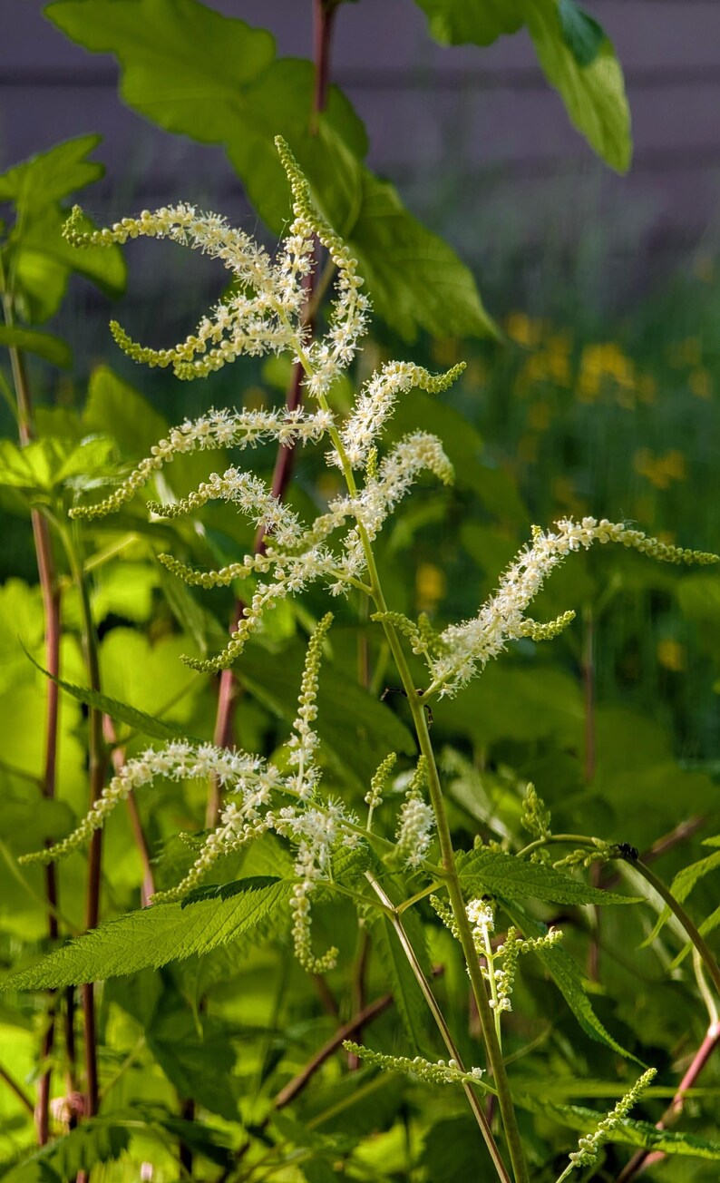 Goat's Beard | Aruncus Dioicus | PNW Native | Summer 2024 Stock | Seed ...