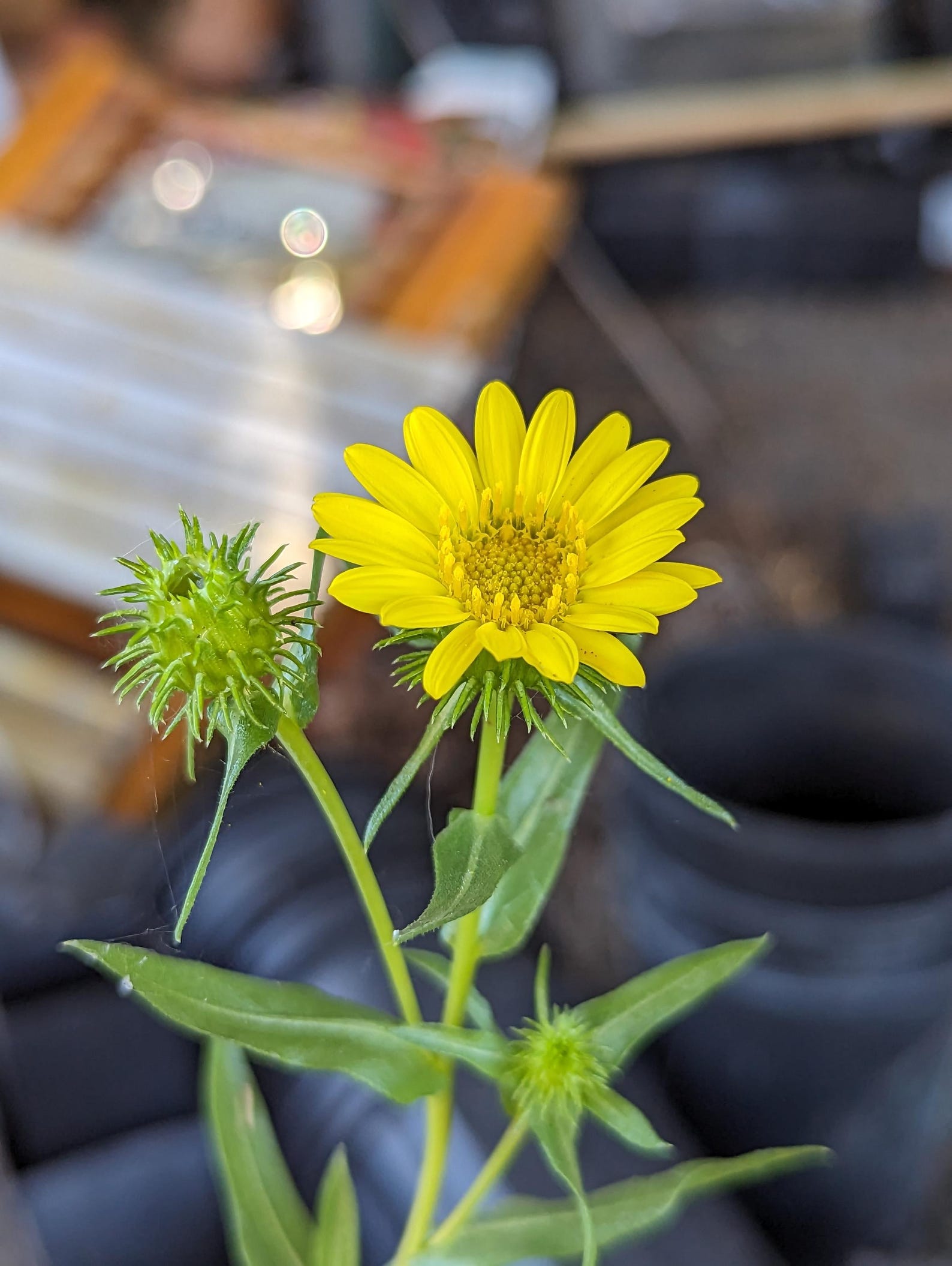 Willamette Valley Gumweed | Puget Sound Gumweed | Grindelia ...
