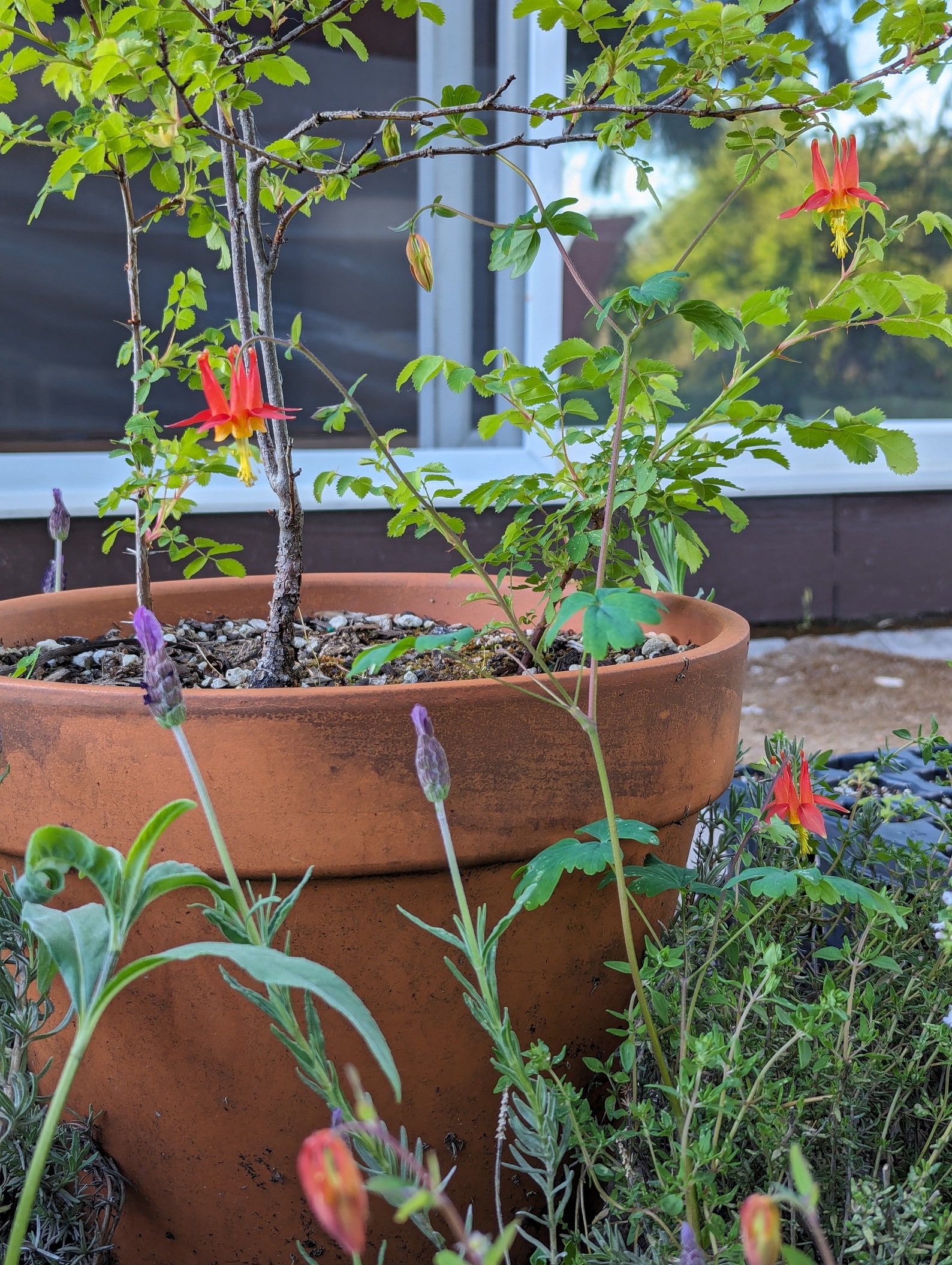 Western Columbine | Aquilegia Formosa | PNW Native | Seed Count 60 - Etsy