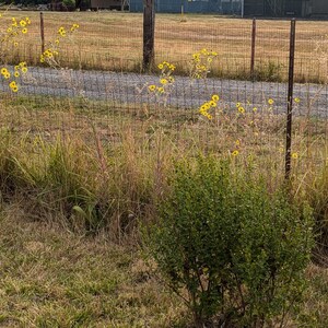 Elegant Tarweed | Madia Elegans | PNW Native | Seed Count 100 - Etsy