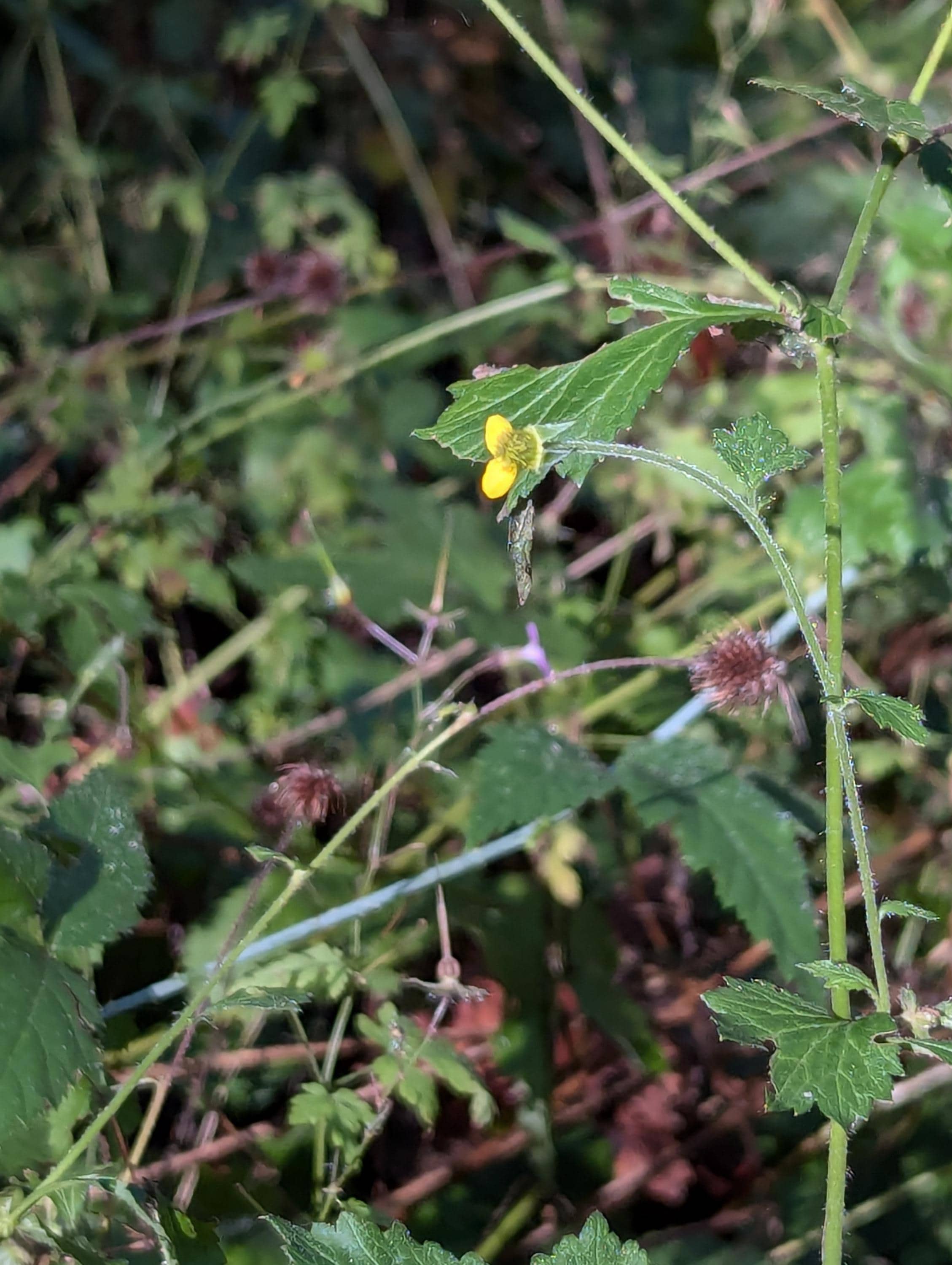 Large Leaf Avens | Oregon Avens | Geum Macrophyllum | PNW Native | Seed ...