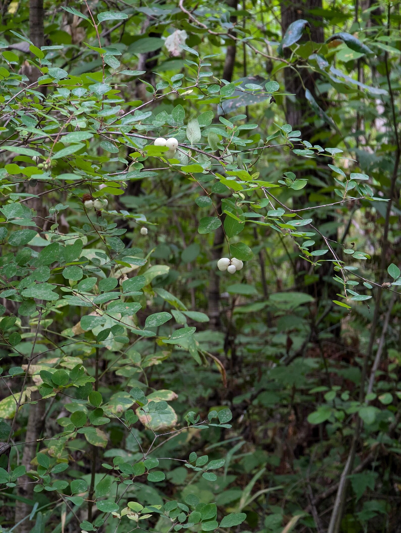 Snowberry | Symphoricarpos Albus | PNW Native | Seed Count 100 - Etsy