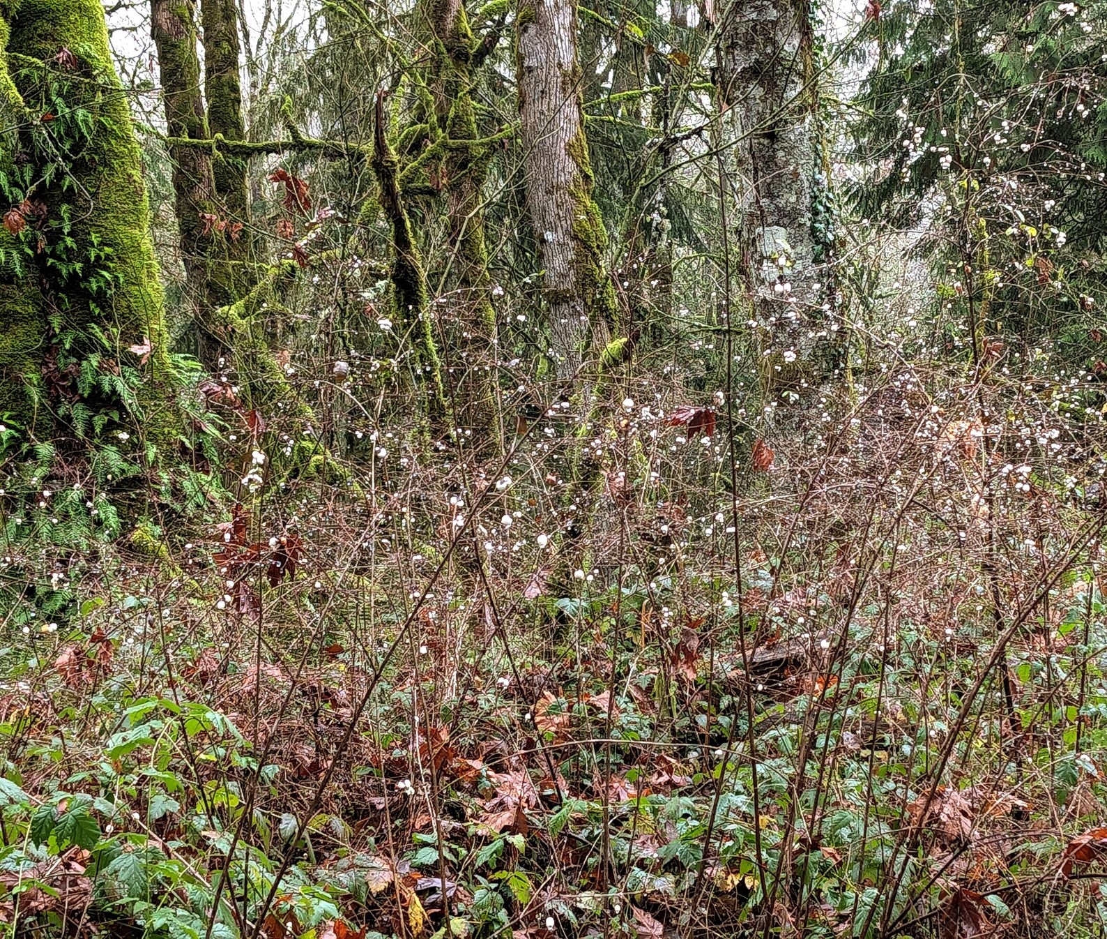 Snowberry | Symphoricarpos Albus | PNW Native | Seed Count 100 - Etsy