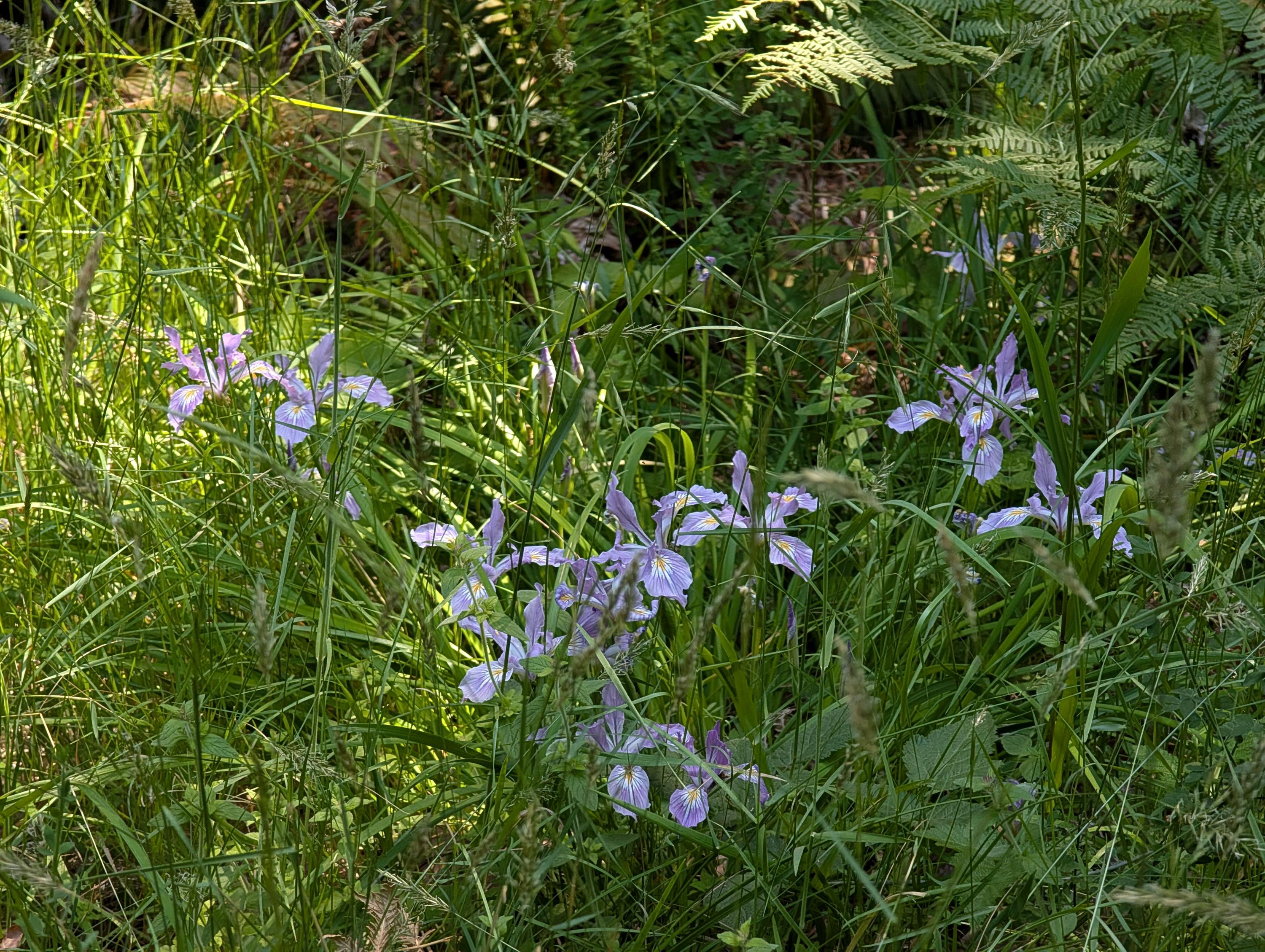 Oregon Iris | Iris Tenax | PNW Native | Seed Count 30 - Etsy