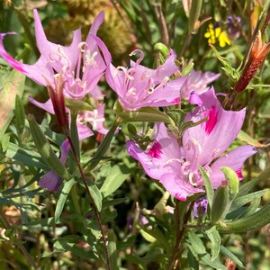 Clarkia Mix | Clarkia Amoena | Clarkia Rhomboidea | Clarkia Purpurea ...
