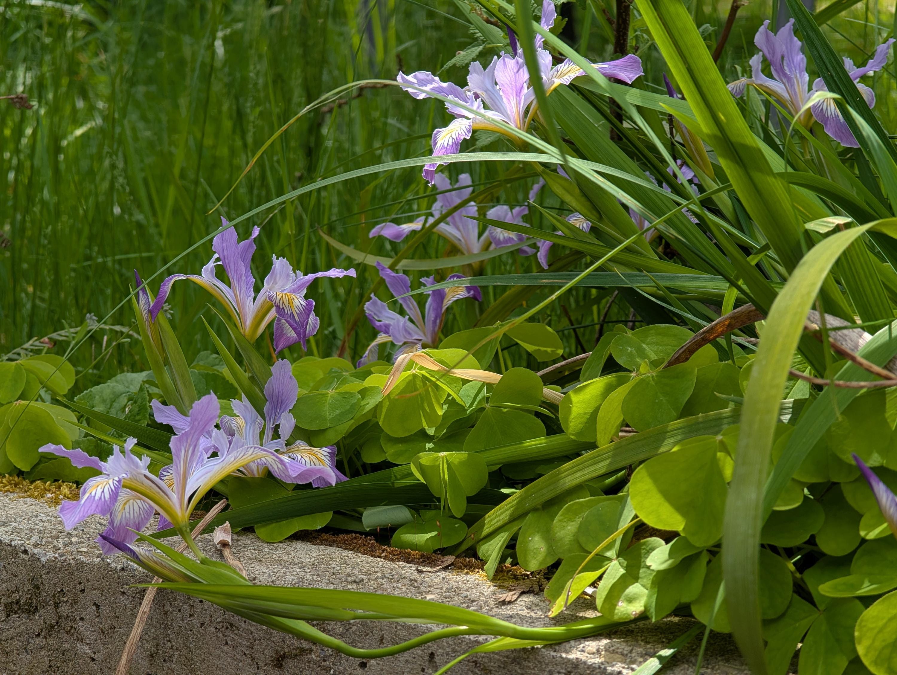 Douglas Iris | Iris Douglasiana | Coastal California Native | Coastal ...
