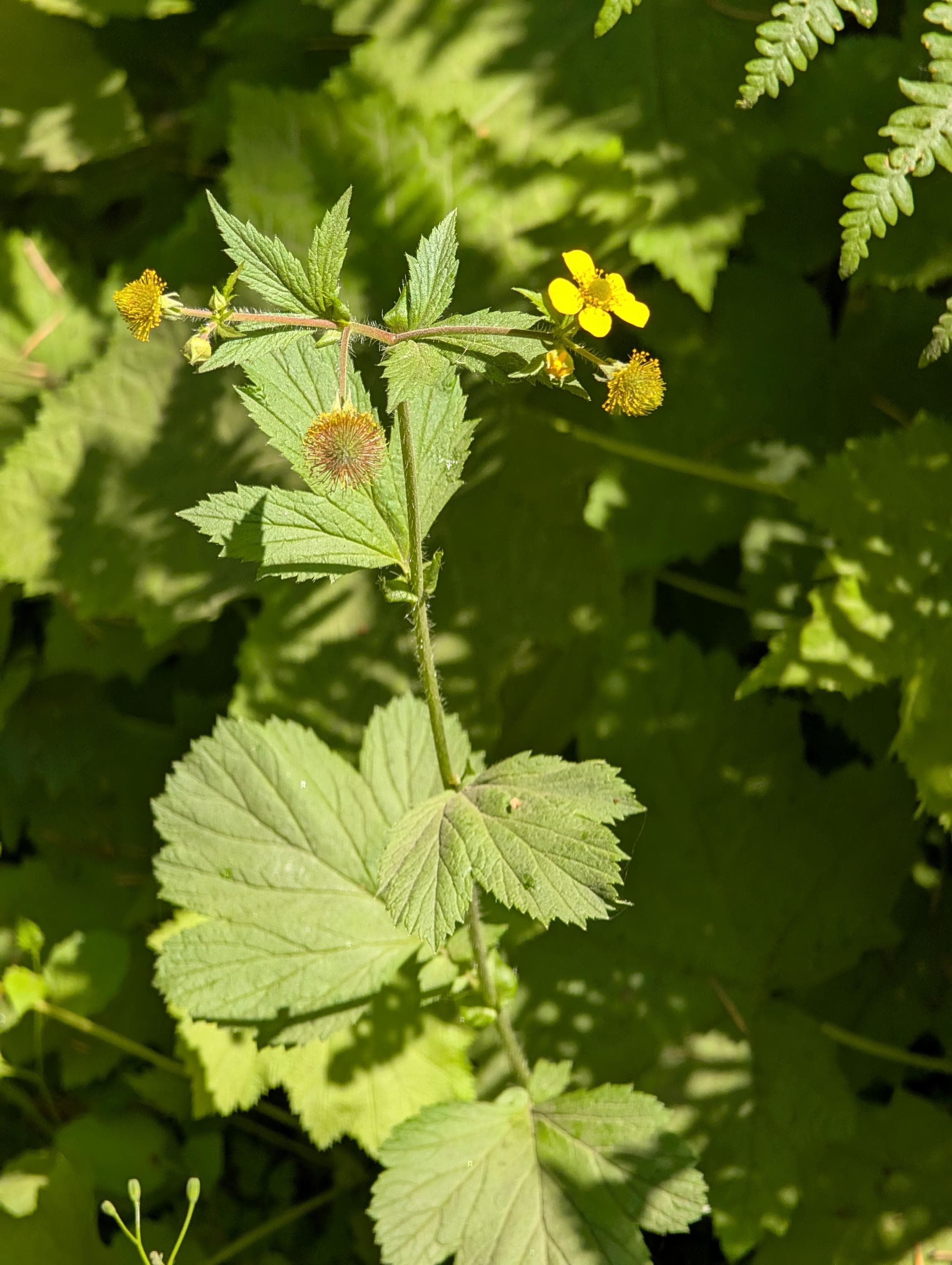 Large Leaf Avens | Oregon Avens | Geum Macrophyllum | PNW Native | Seed ...