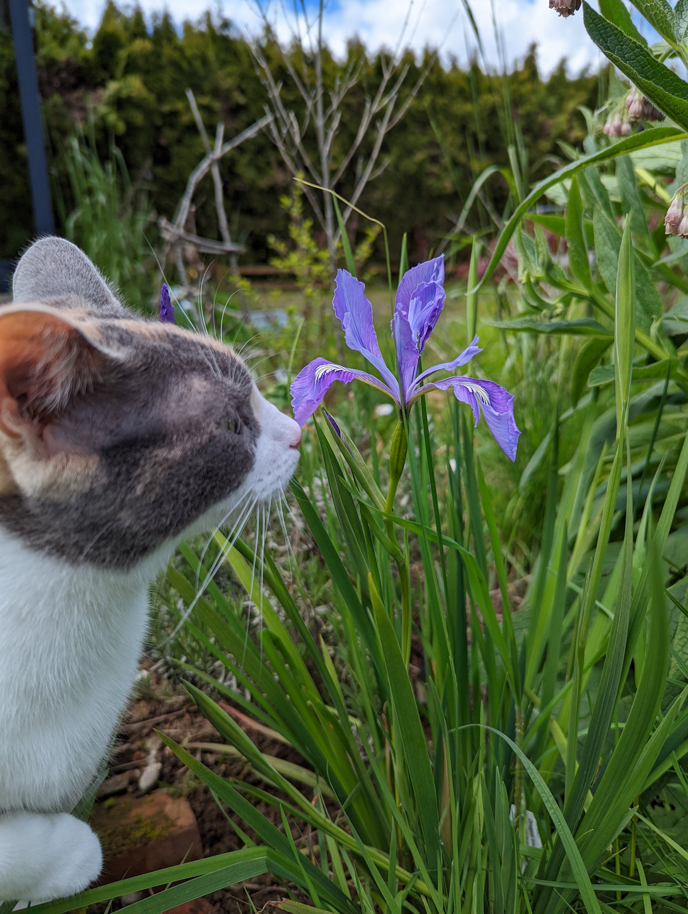 Oregon Iris | Iris Tenax | PNW Native | Seed Count 30 - Etsy