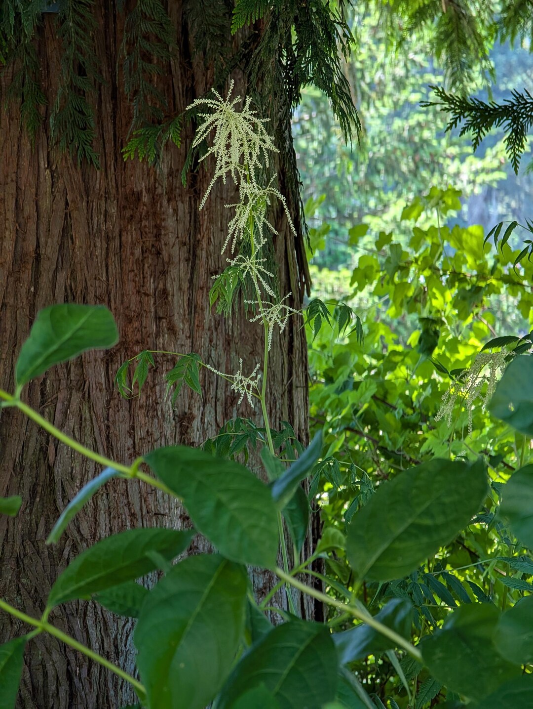 Goat's Beard | Aruncus Dioicus | PNW Native | Seed Count 100 - Etsy