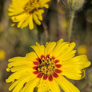 Elegant Tarweed | Madia Elegans | PNW Native | Seed Count 100 - Etsy