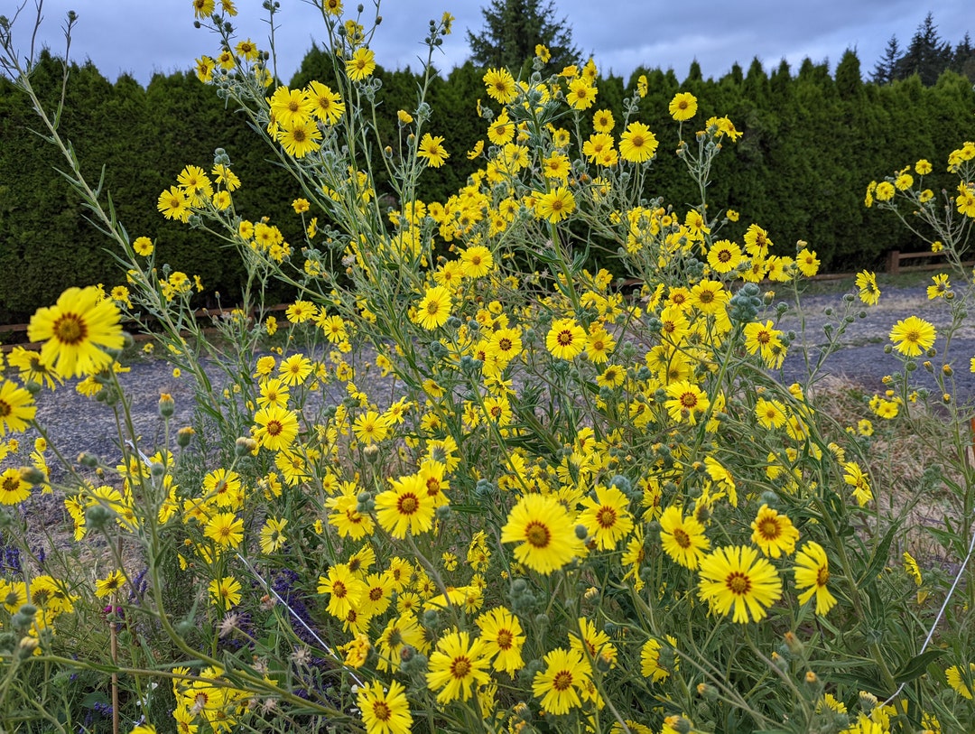 Elegant Tarweed | Madia Elegans | PNW Native | Seed Count 100 - Etsy