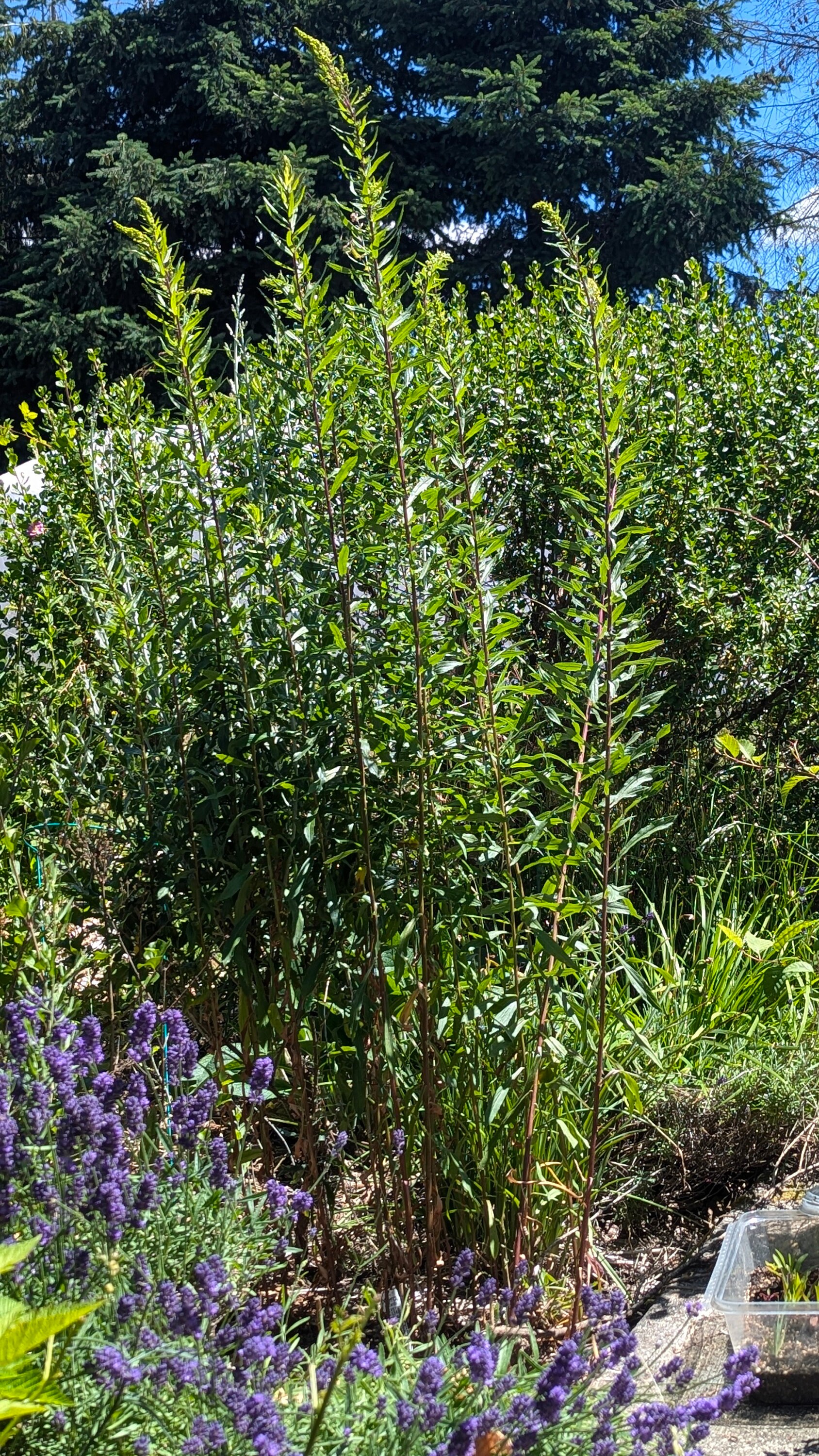 Golden Rod Solidago Canadensis Var. Elongata PNW Native 1/4 Teaspoon ...