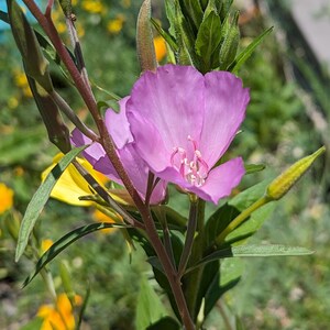 Clarkia Mix | Clarkia Amoena | Clarkia Rhomboidea | Clarkia Purpurea ...
