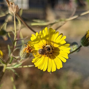 Elegant Tarweed | Madia Elegans | PNW Native | Seed Count 100 - Etsy