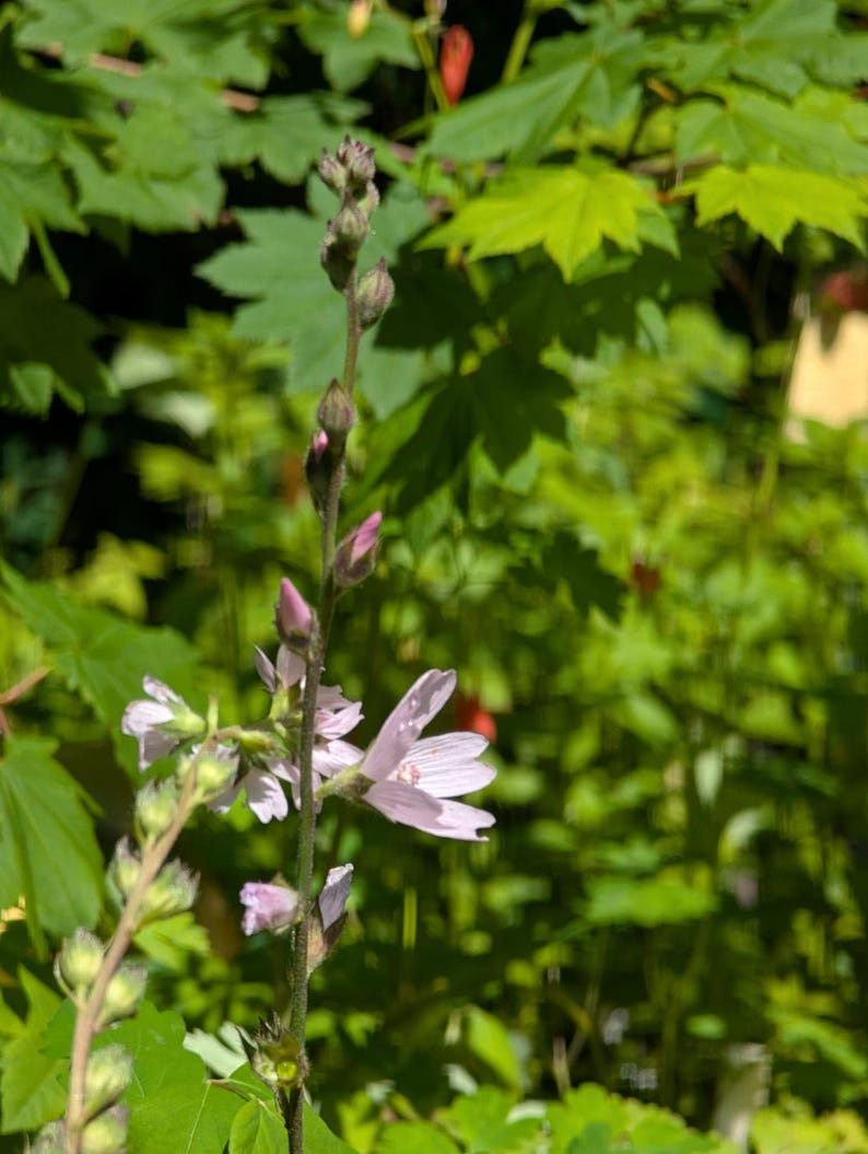 Meadow Checkermallow | Sidalcea Campestris | Oregon Native | Seed Count ...