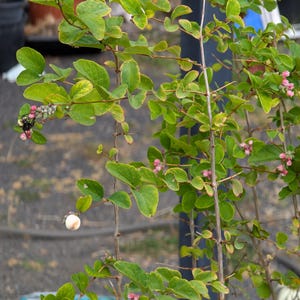 Snowberry | Symphoricarpos Albus | PNW Native | Seed Count 100 - Etsy