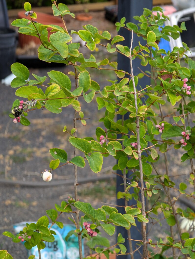 Snowberry | Symphoricarpos Albus | PNW Native | Seed Count 100 - Etsy