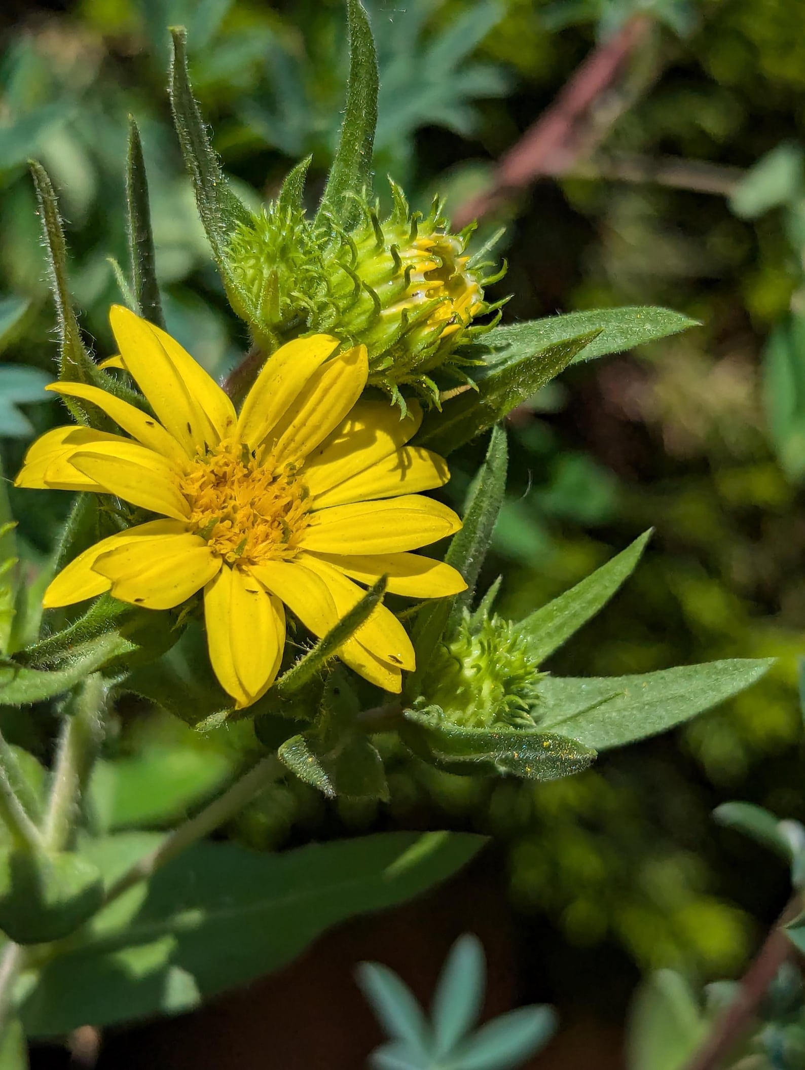Willamette Valley Gumweed | Puget Sound Gumweed | Grindelia ...