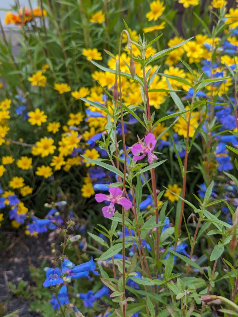 Clarkia Mix | Clarkia Amoena | Clarkia Rhomboidea | Clarkia Purpurea ...