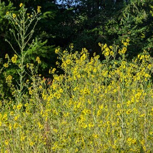 Elegant Tarweed | Madia Elegans | PNW Native | Seed Count 100 - Etsy