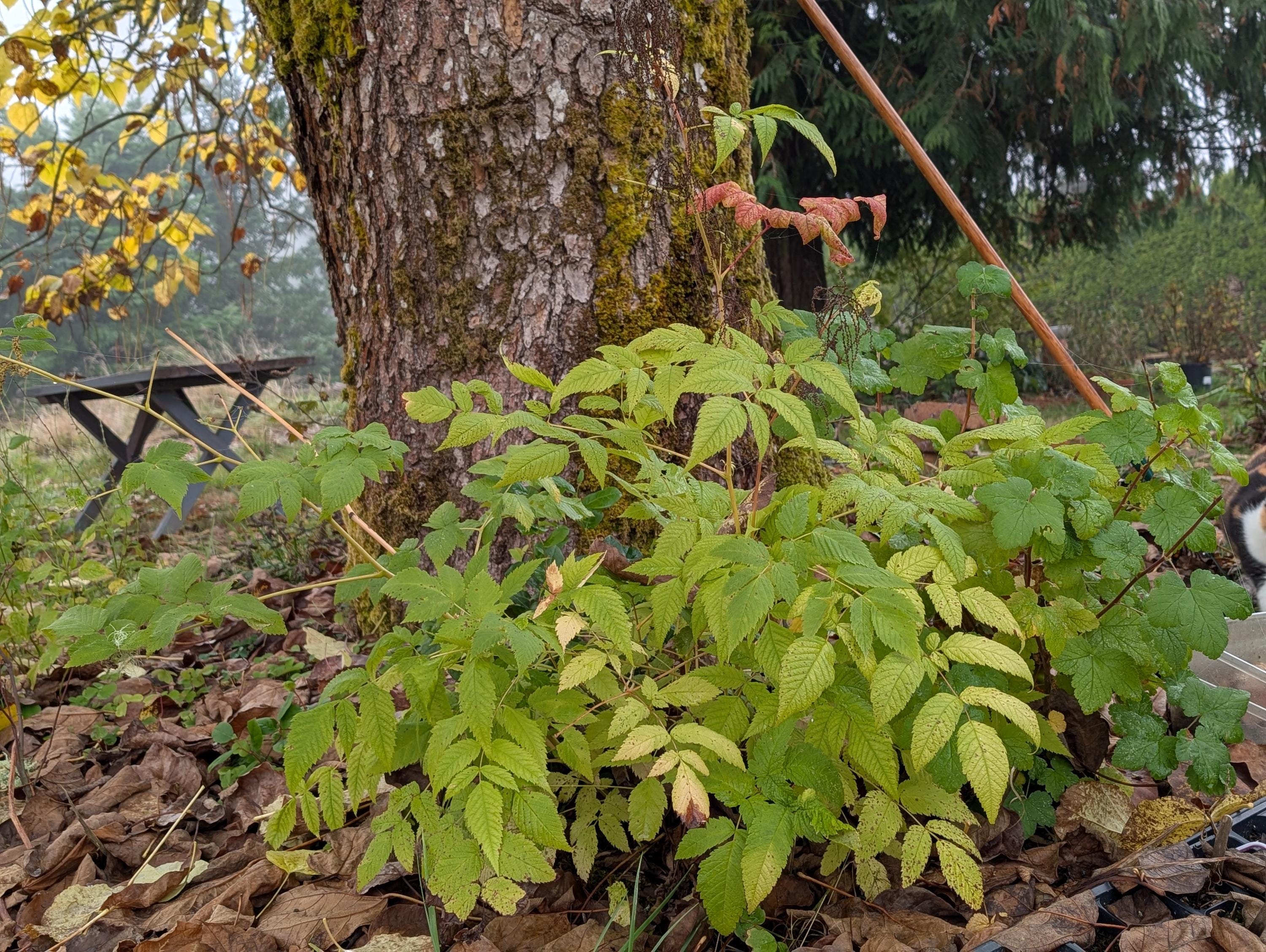 Goat's Beard Aruncus Dioicus PNW Native Seed Count 100 - Etsy