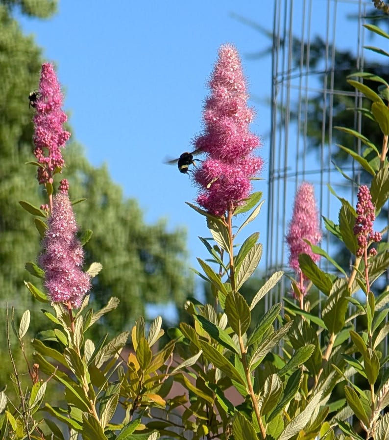 Douglas Spirea | Hardhack | Spiraea Douglasii | PNW Native | 40mg Seed ...