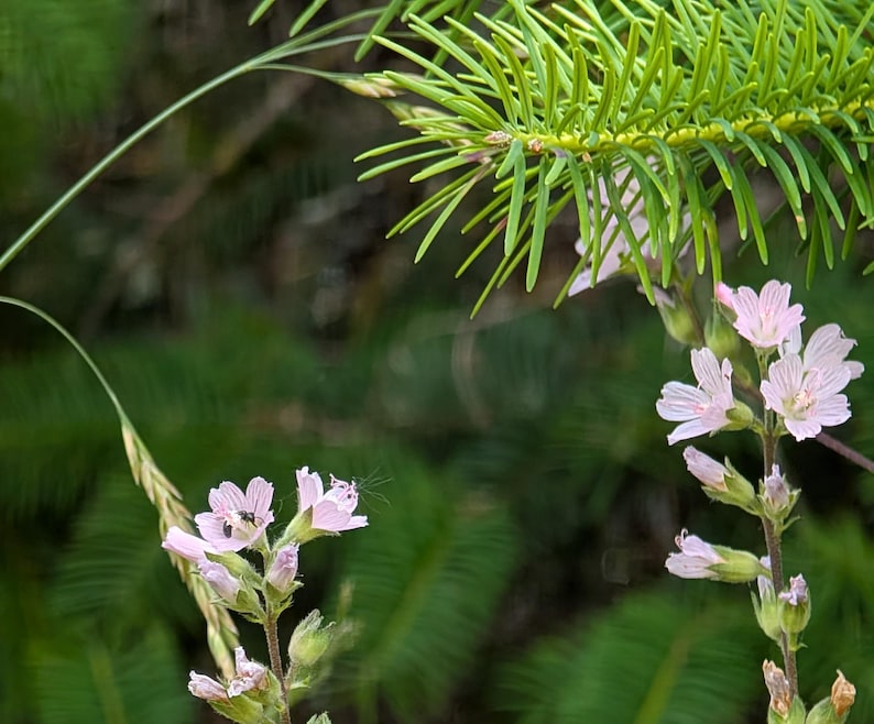 Meadow Checkermallow | Sidalcea Campestris | Oregon Native | Seed Count ...