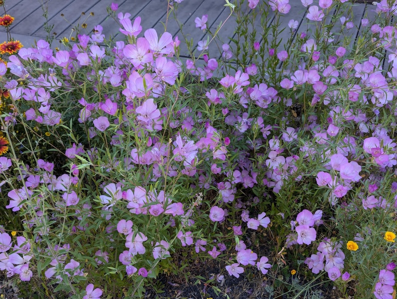 Clarkia Mix | Clarkia Amoena | Clarkia Rhomboidea | Clarkia Purpurea ...