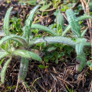 Elegant Tarweed | Madia Elegans | PNW Native | Seed Count 100 - Etsy