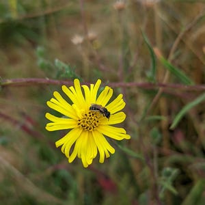 Elegant Tarweed | Madia Elegans | PNW Native | Seed Count 100 - Etsy