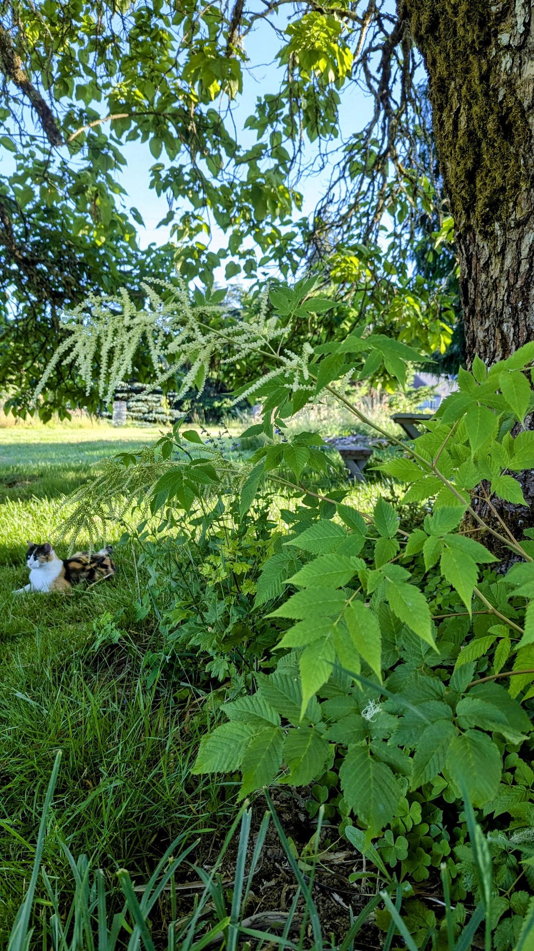 Goat's Beard | Aruncus Dioicus | PNW Native | Summer 2024 Stock | Seed ...