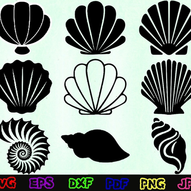 Seashells Svg - Etsy