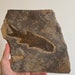 Paramblypterus Gelberti Fish Fossil - Etsy