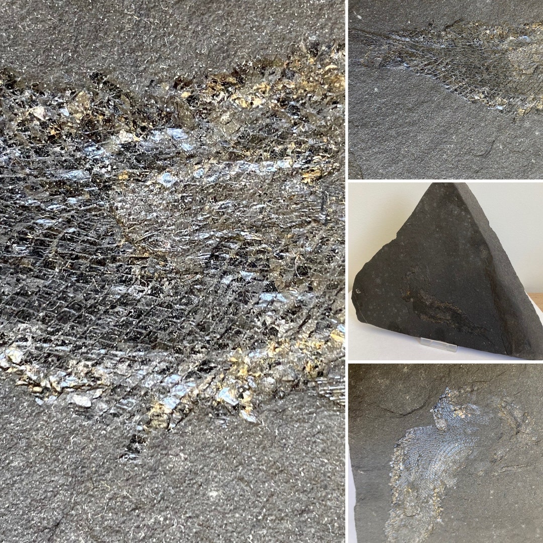 Fossil Fish, Paleoniscum Freieslebeni, Pyritized - Etsy