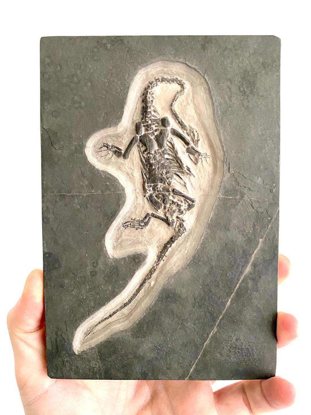 5.68" Keichousaurus Hui Fossil, Triassic Marine Reptile - Etsy