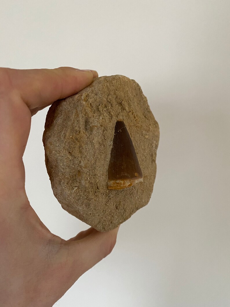 Mosasaurus Fossil Tooth on Matrix - Etsy