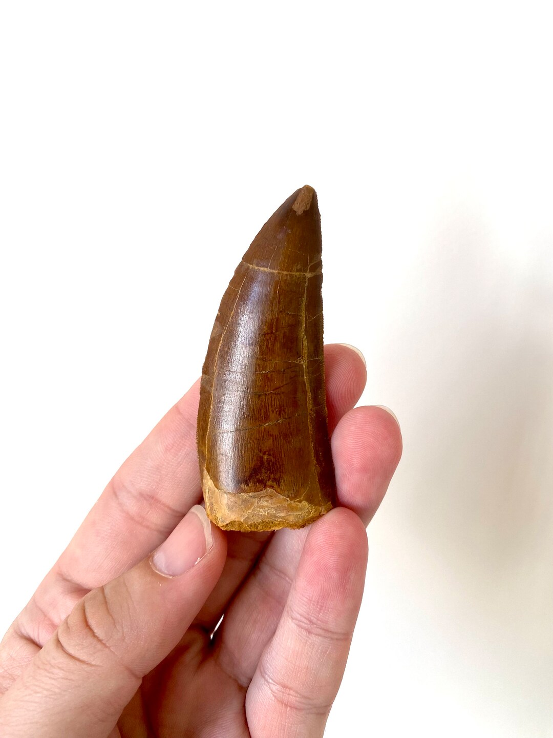 Big Carcharodontosaurus Fossil Tooth 7.8cm - Etsy