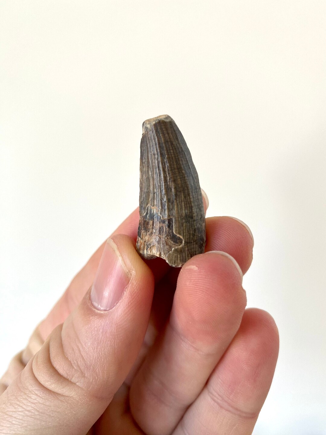 Rare Suchomimus Fossil Tooth 3.25cm, Genuine Dinosaur Fossil Tooth From ...