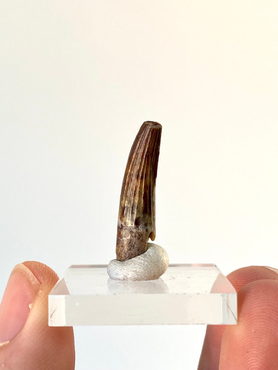 Suchomimus Fossil Dinosaur Tooth (2.8cm) - Etsy