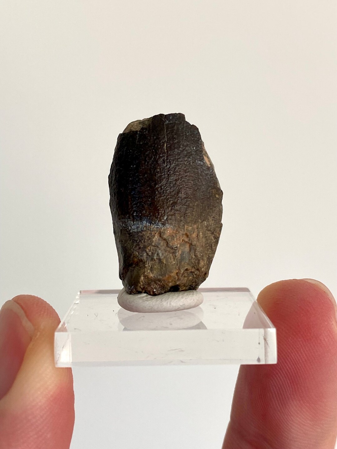 1.14 Jobaria Tiguidensis Sauropod Fossil Tooth, Real Dinosaur Tooth ...