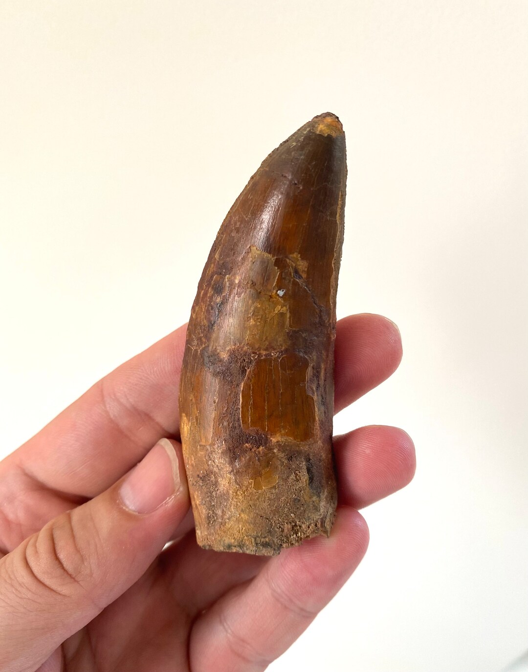 Big Carcharodontosaurus Fossil Tooth 9.1cm - Etsy