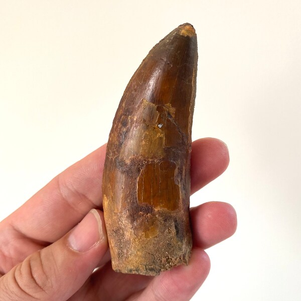 Fossil Teeth - Etsy