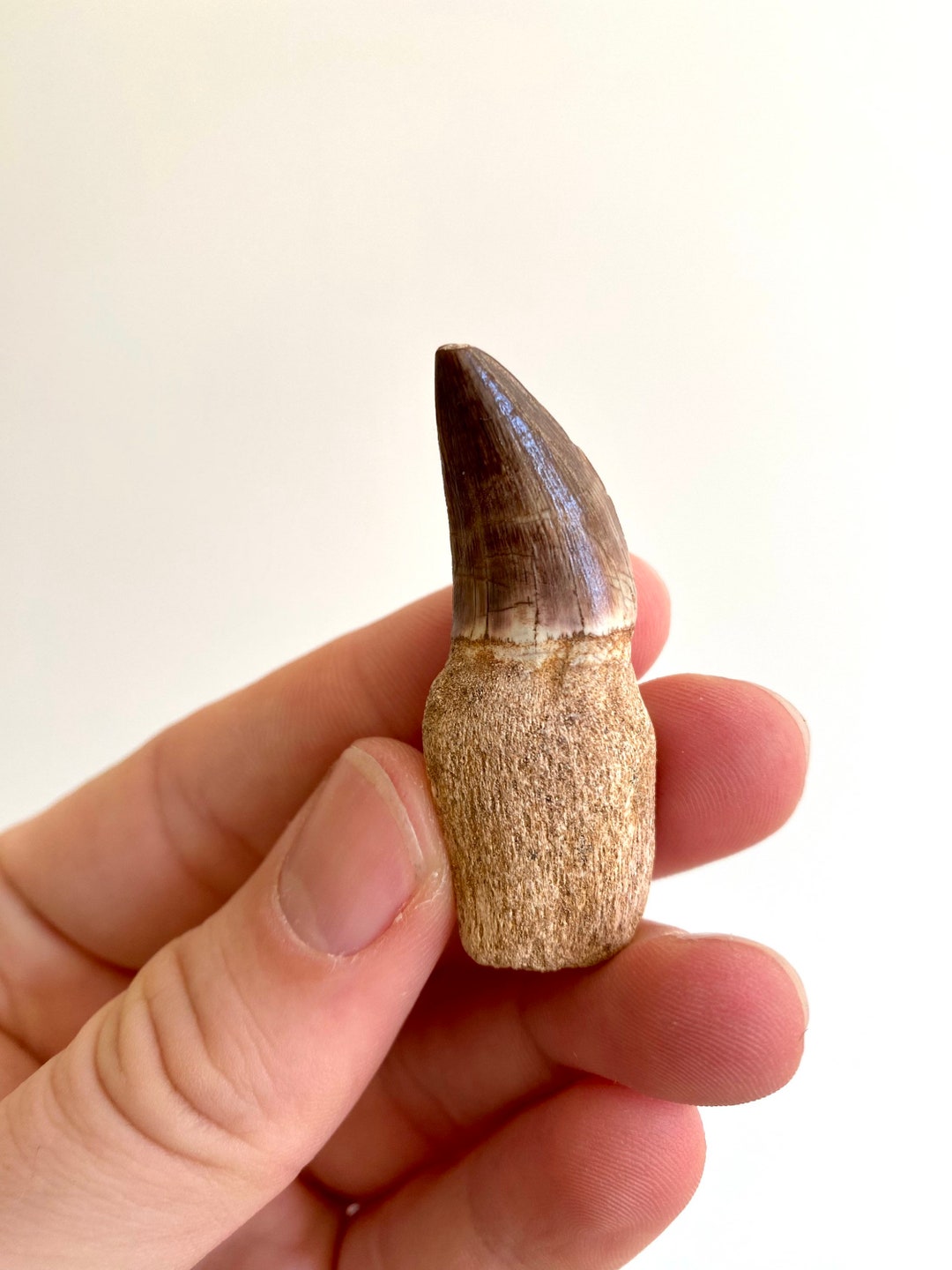 Rooted Mosasaur Fossil Tooth - Etsy