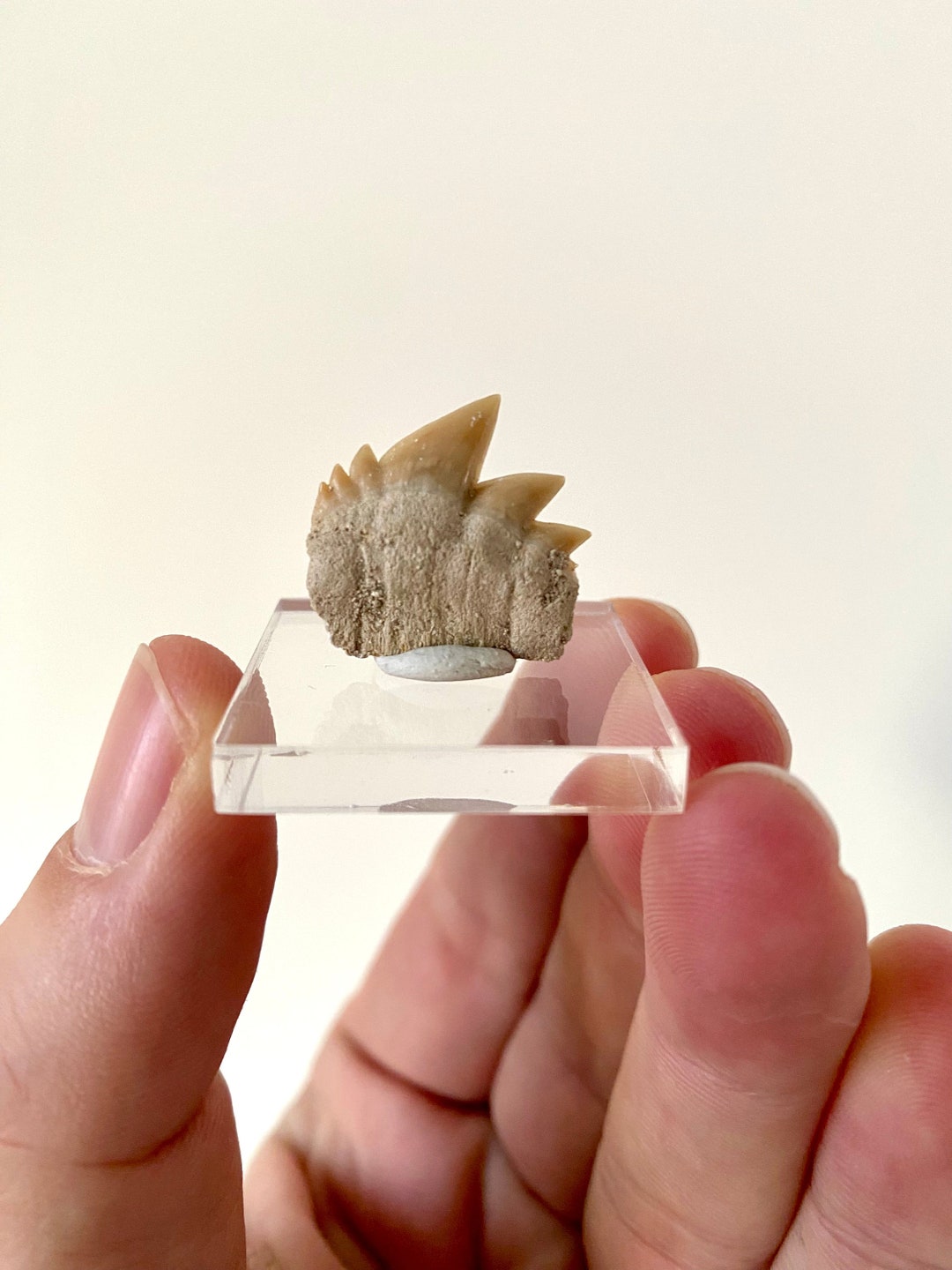 Notidanodon Loozi Fossil Shark Tooth - Etsy