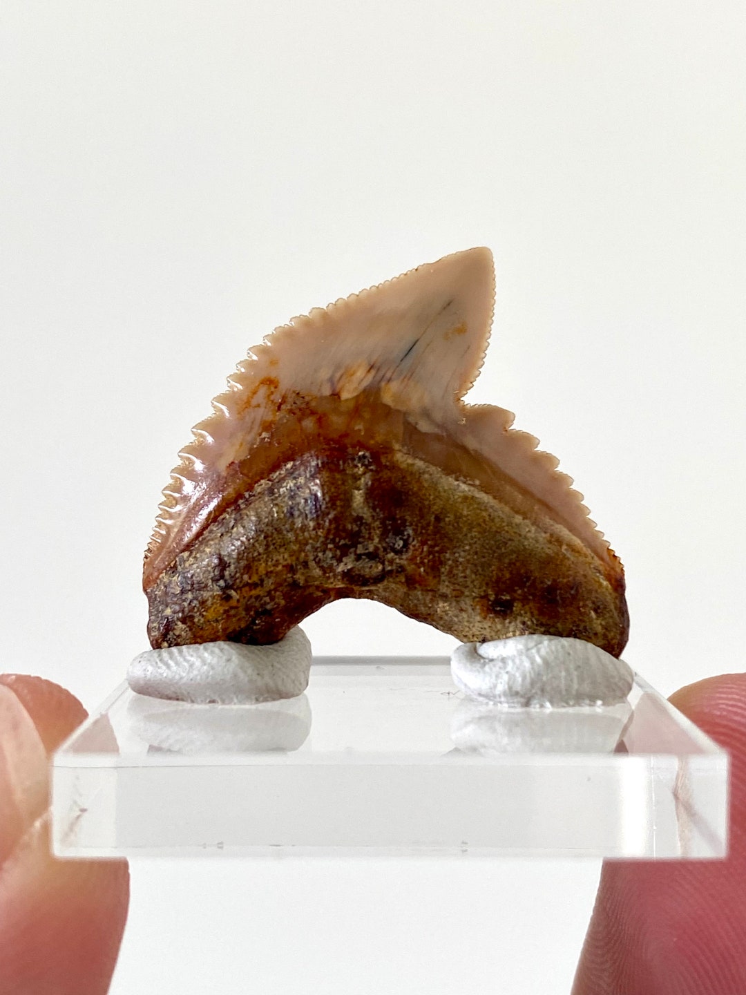 1.12 Galeocerdo Cuvier Shark Tooth Fossil - Etsy