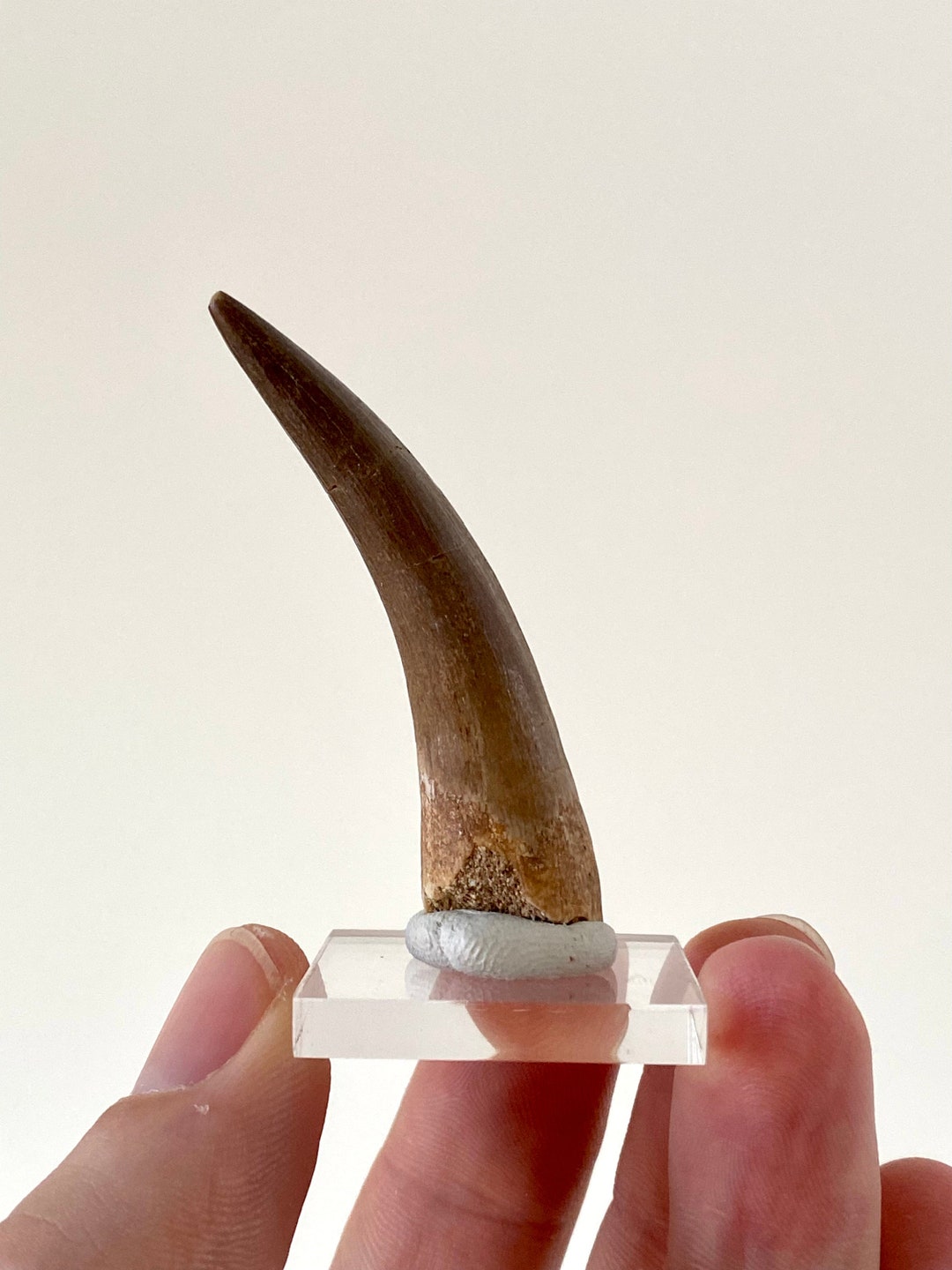 Plesiosaurus zarafasaurus Fossil Tooth - Etsy