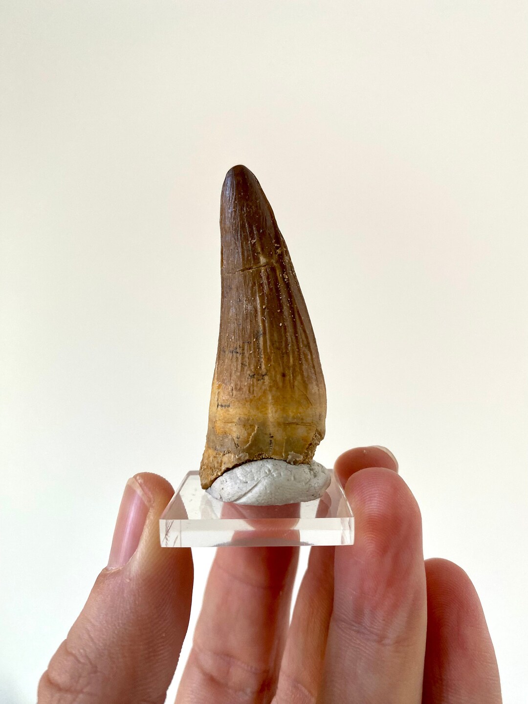 Large Moroccosuchus Zennaroi Fossil Tooth - Etsy