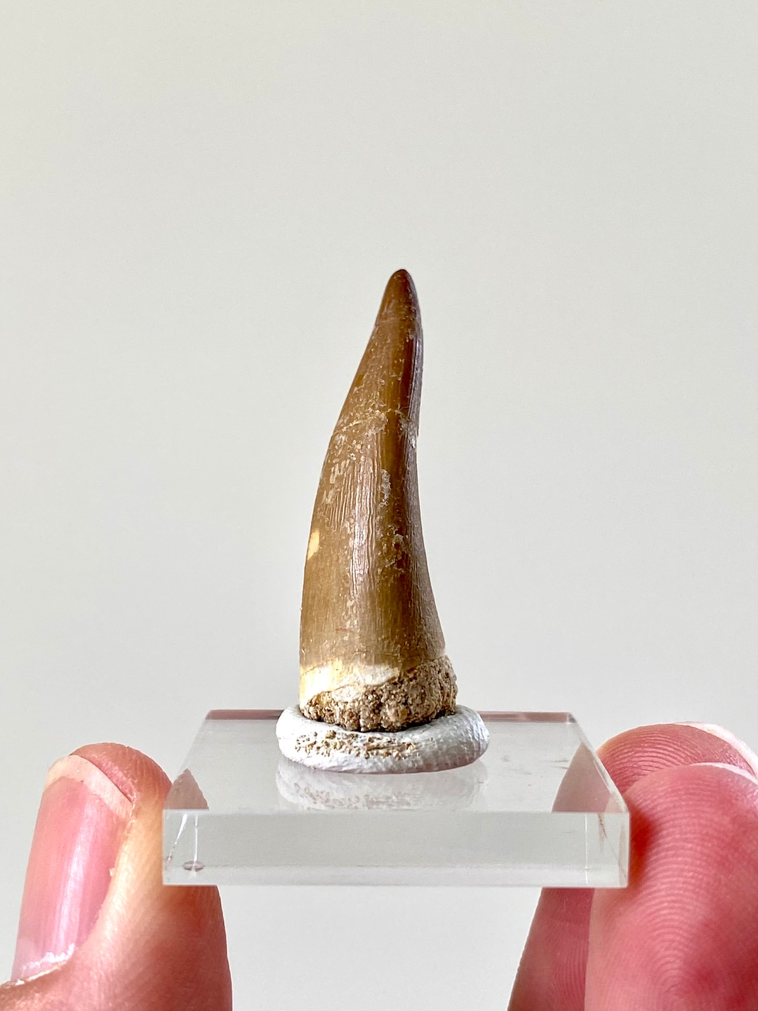 Zarafasaurus Fossil Tooth (1.37"), Plesiosaurus Species - Cretaceous ...