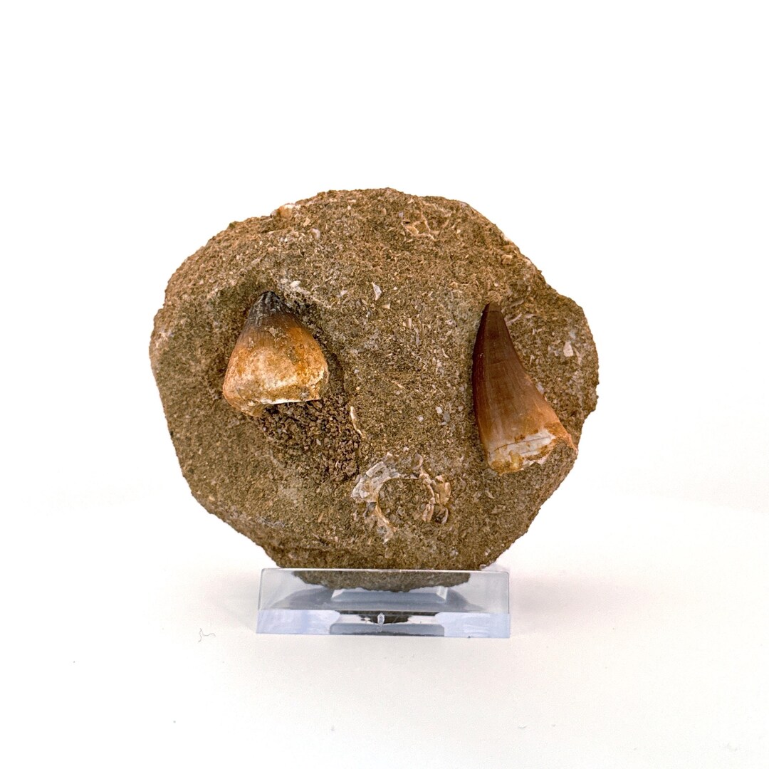 Mosasaur and Globidens Teeth on Matrix – Morocco, Late Cretaceous - Etsy
